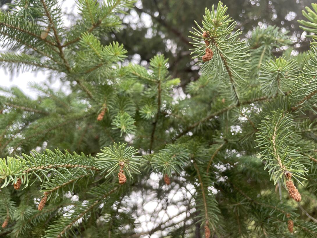 White Spruce | CMP Tree Selection Tool